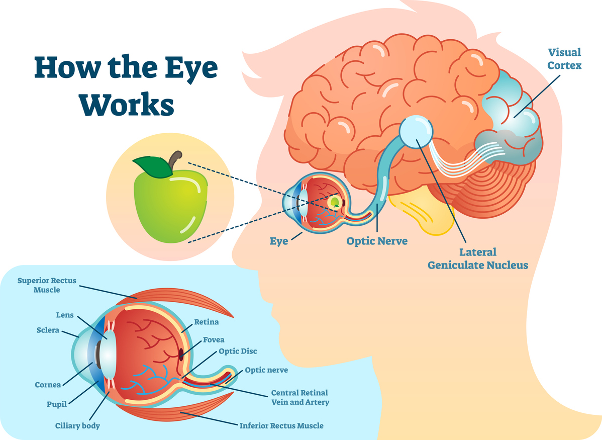 Anatomy of the Eye | Florida Eye Specialists & Cataract Institute - A ...